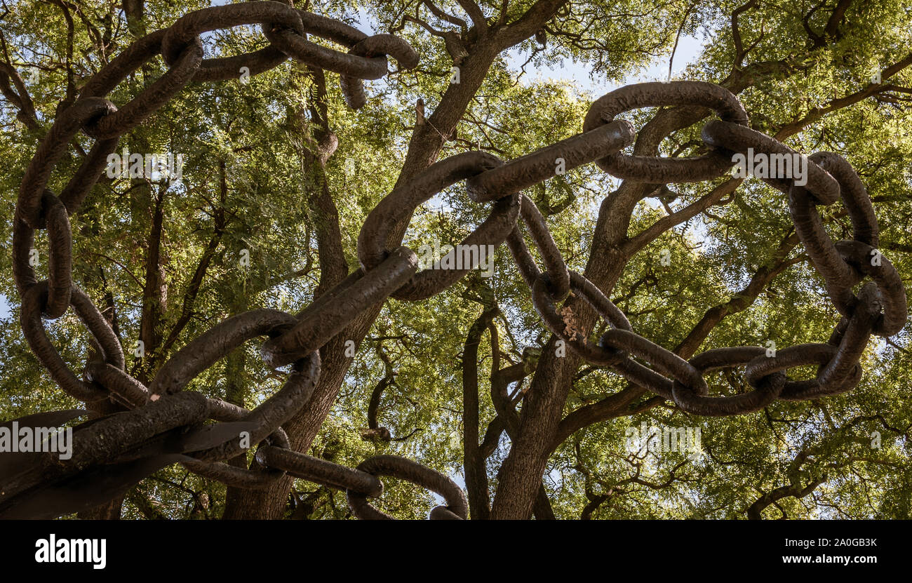 It's a welded chain surrounding the branches of a tree Stock Photo - Alamy