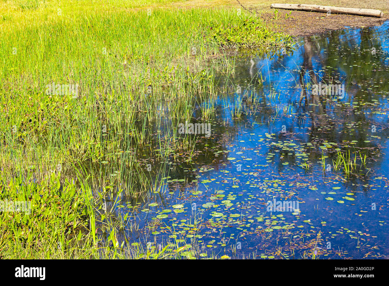Grassy aquatic plants at the edge of a river stand above water lilies ...