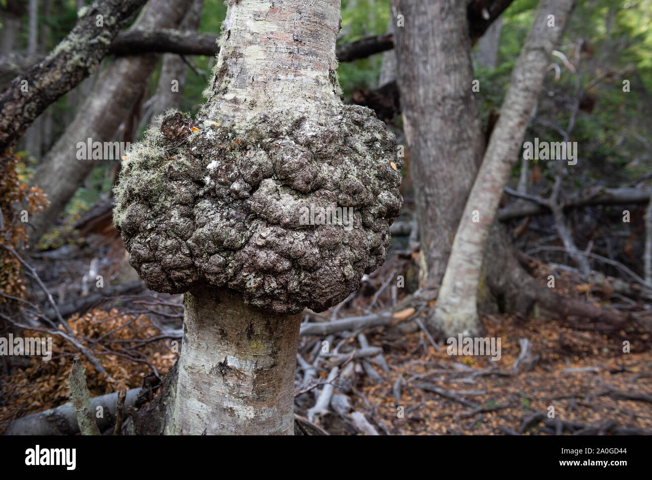 Oak tree fungus disease hi-res stock photography and images - Alamy