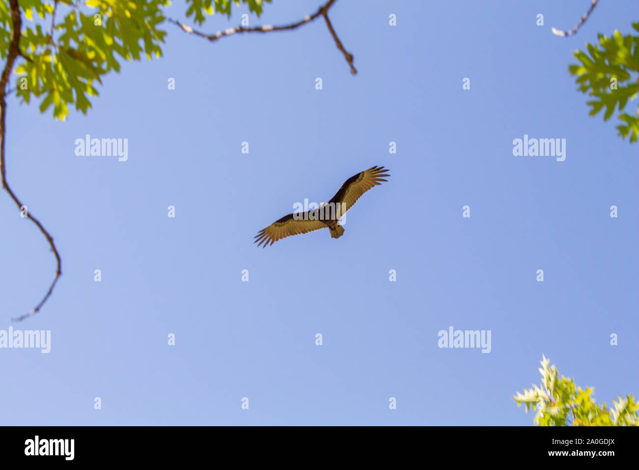 A turkey vulture flies overhead, against a blue sky with tree leaves at ...