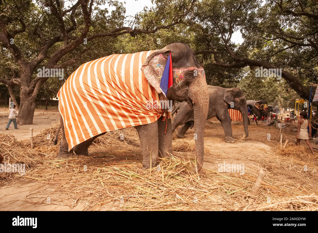 Sonepur,Animal,Fair, in,magoe tree plantation,shade,row ,of,tamed ...