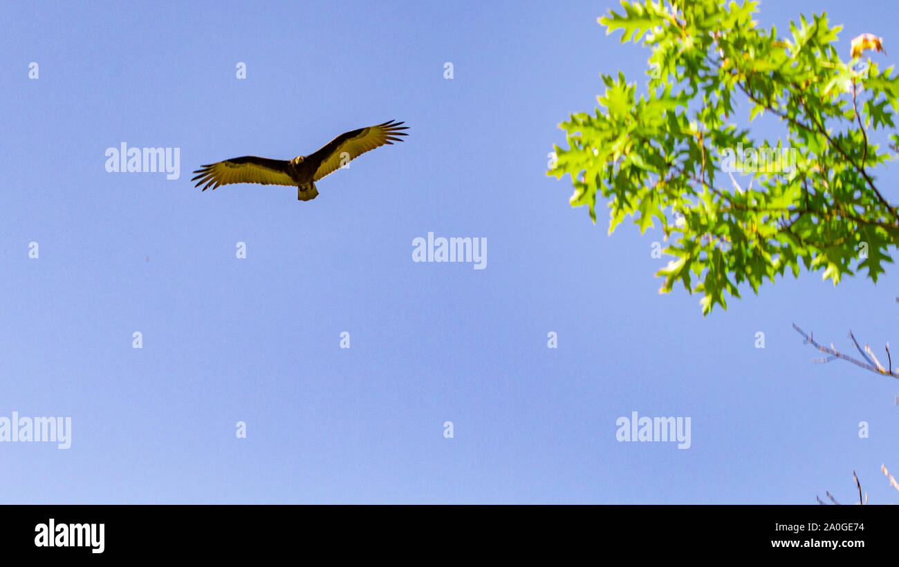A turkey vulture flies overhead, against a blue sky with tree leaves at ...