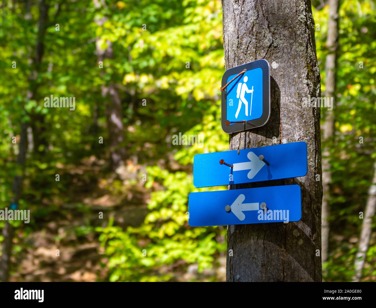 A hiking trail marker indicates a fork in the footpath. Arrows on blue ...
