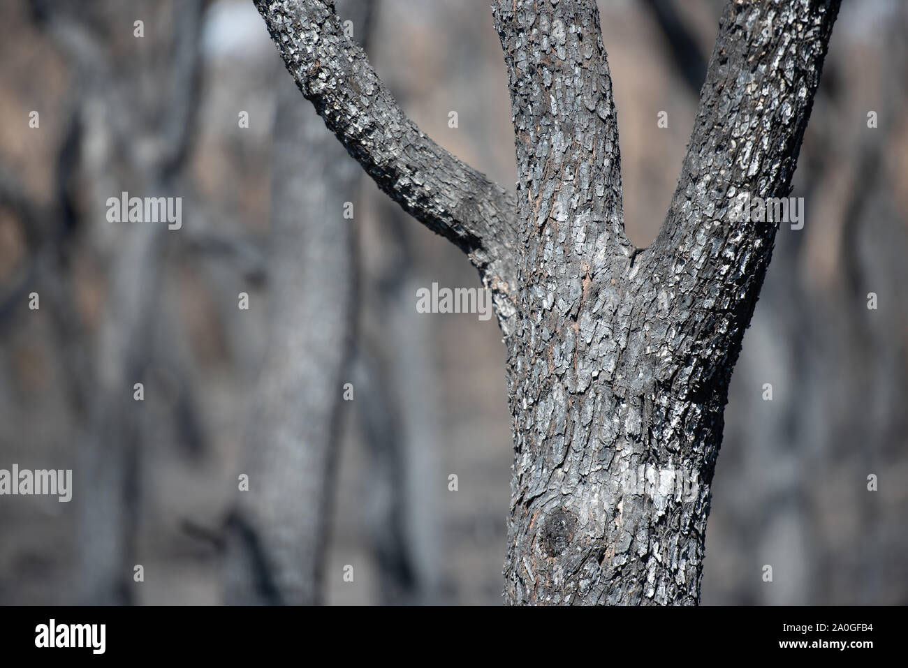 After the fire, grey trees and dead. Taken in La Pampa, Argentina Stock ...