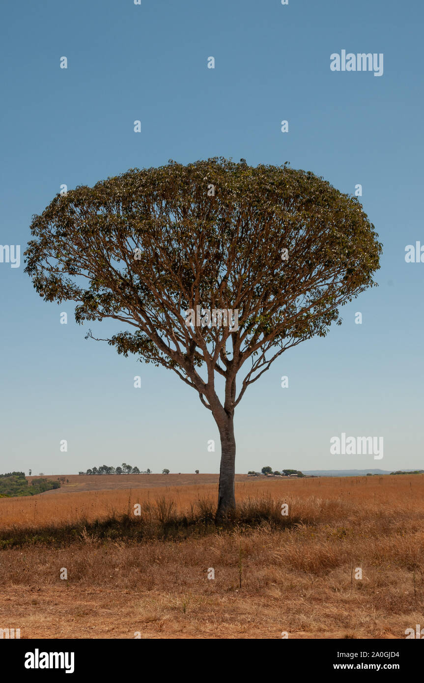 Tree with flowers on the brazilian savanna, near to Goiania, Goias ...