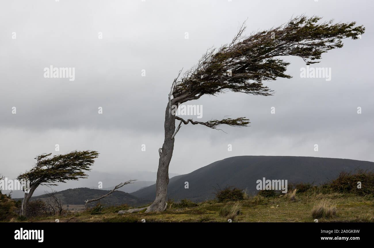Wind bent trees hi-res stock photography and images - Alamy