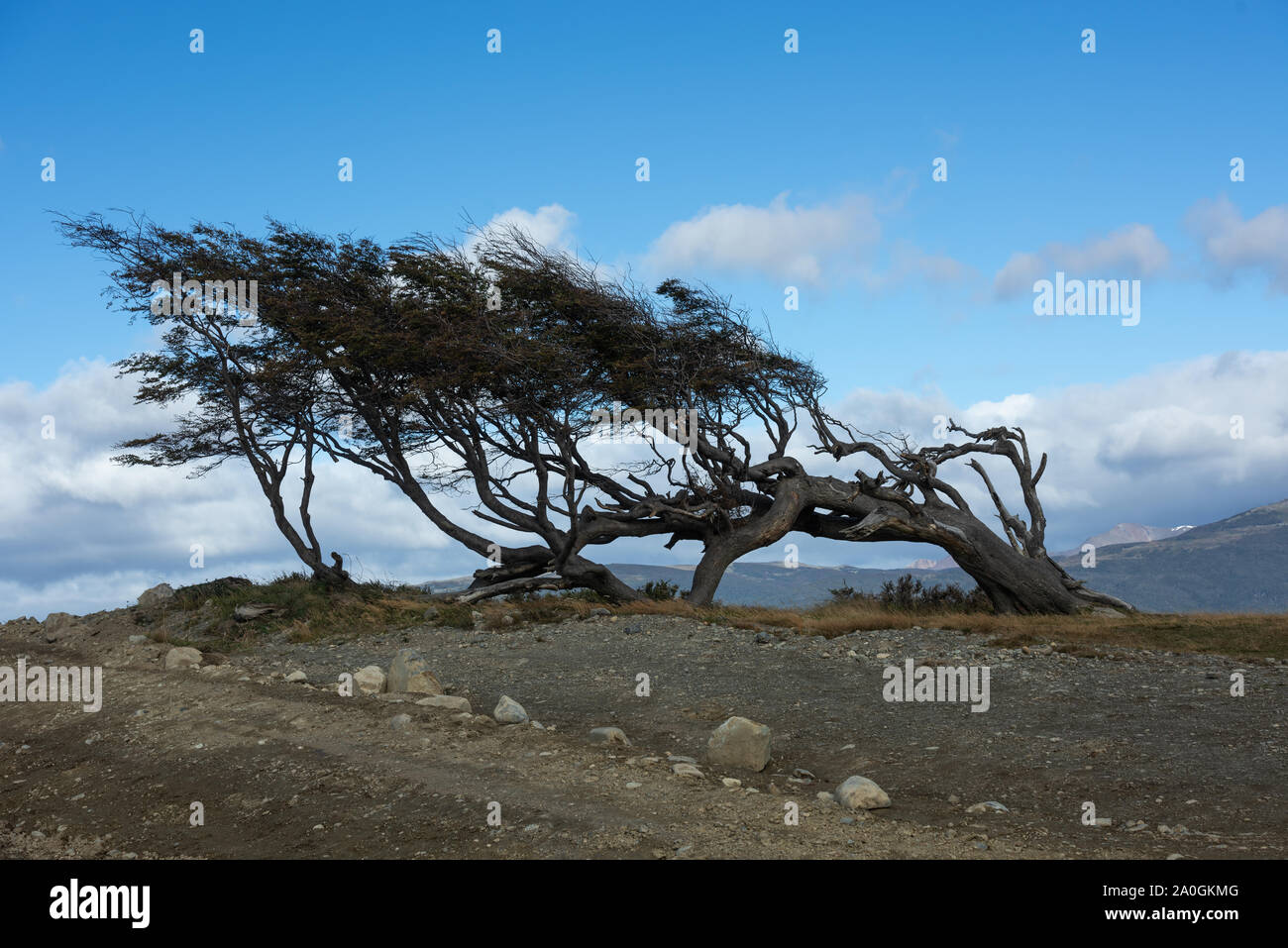 Big tree bent by the wind on the coast of the Tierra del fuego island ...