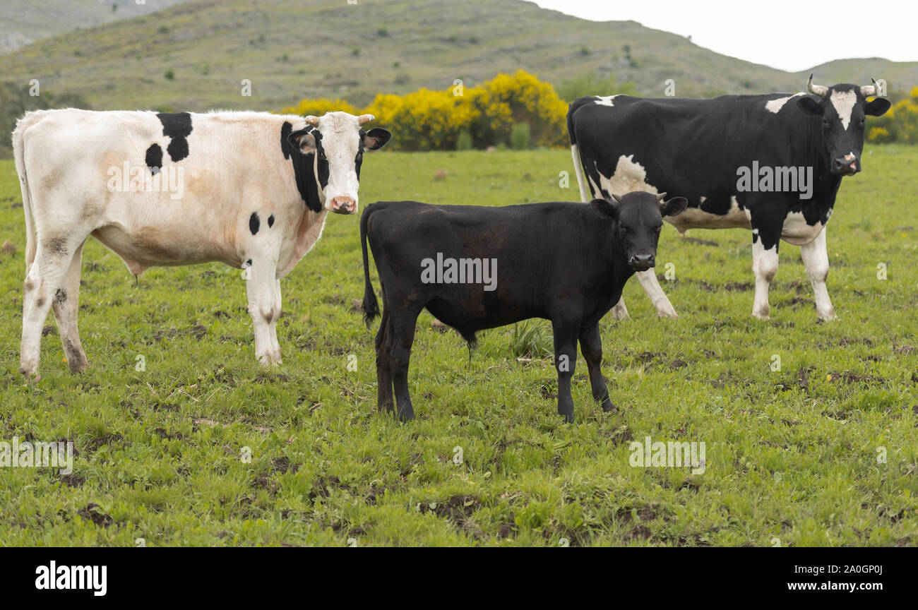 Young steers in field hi-res stock photography and images - Alamy