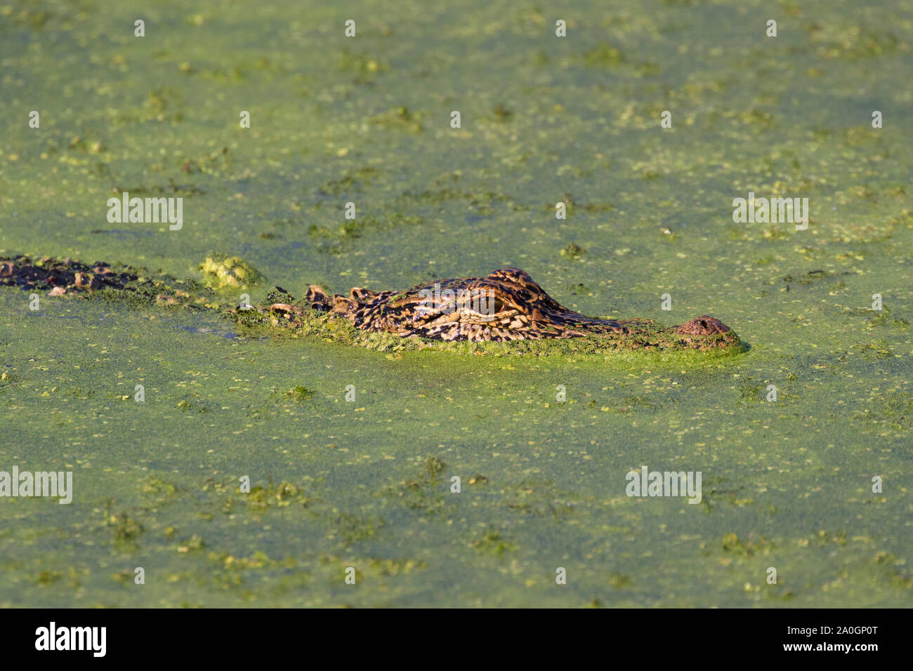 Strong state park hi-res stock photography and images - Alamy
