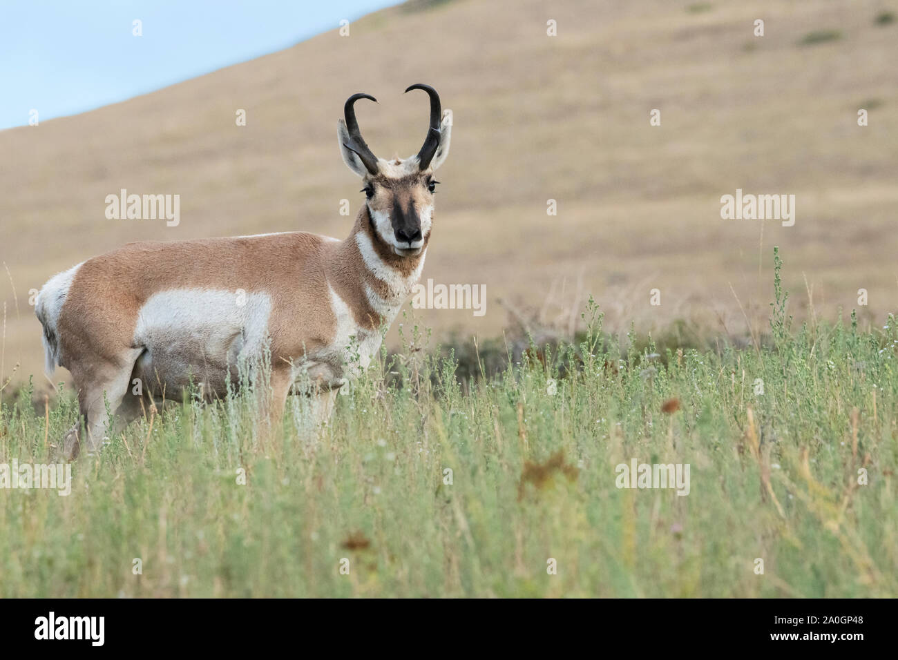 North America; Unites States; Montana; National Bison Range; Wildlife ...