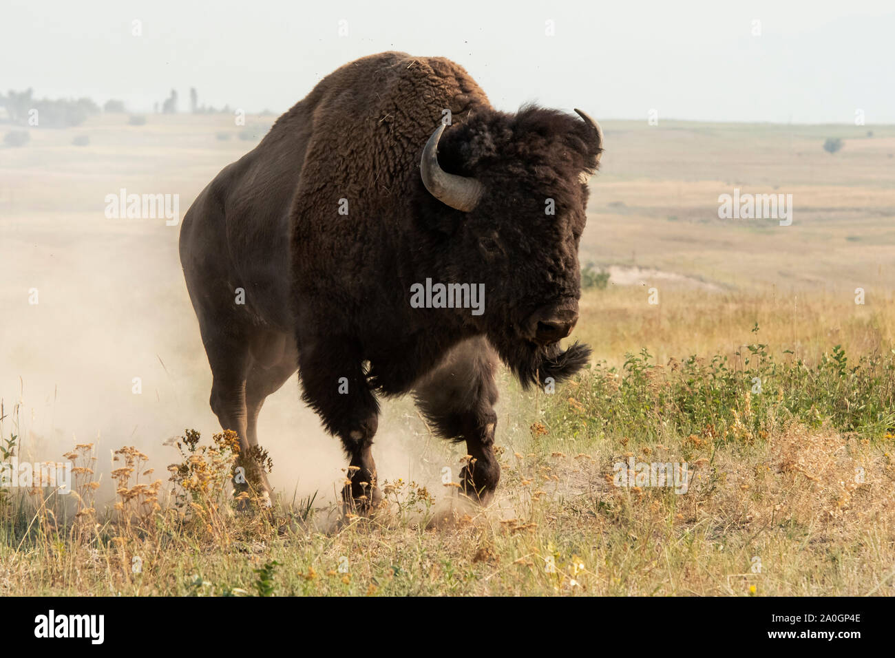 North America; United States; Montana; National Bison Range; Wildlife ...