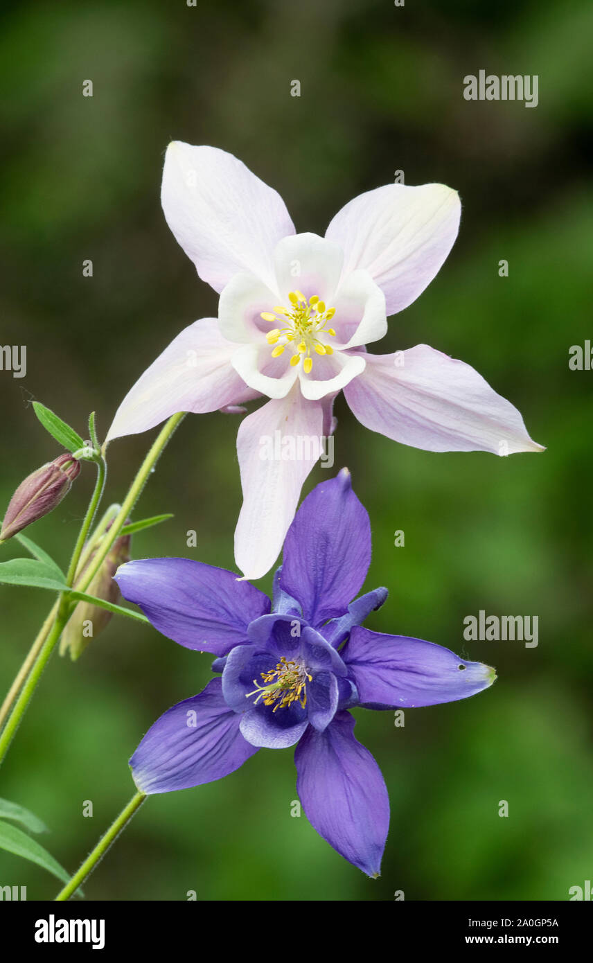 North America; United States; Montana; Plants; Wildflowers; Western ...