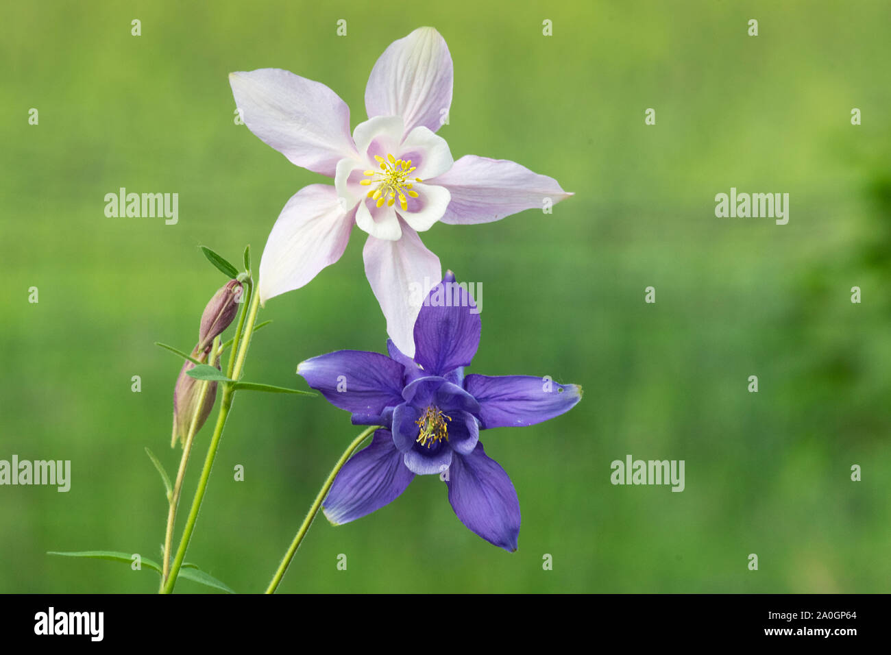 North America; United States; Montana; Plants; Wildflowers; Western ...