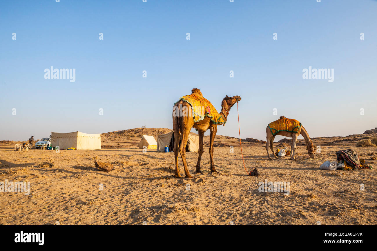 Camel activity hi-res stock photography and images - Alamy