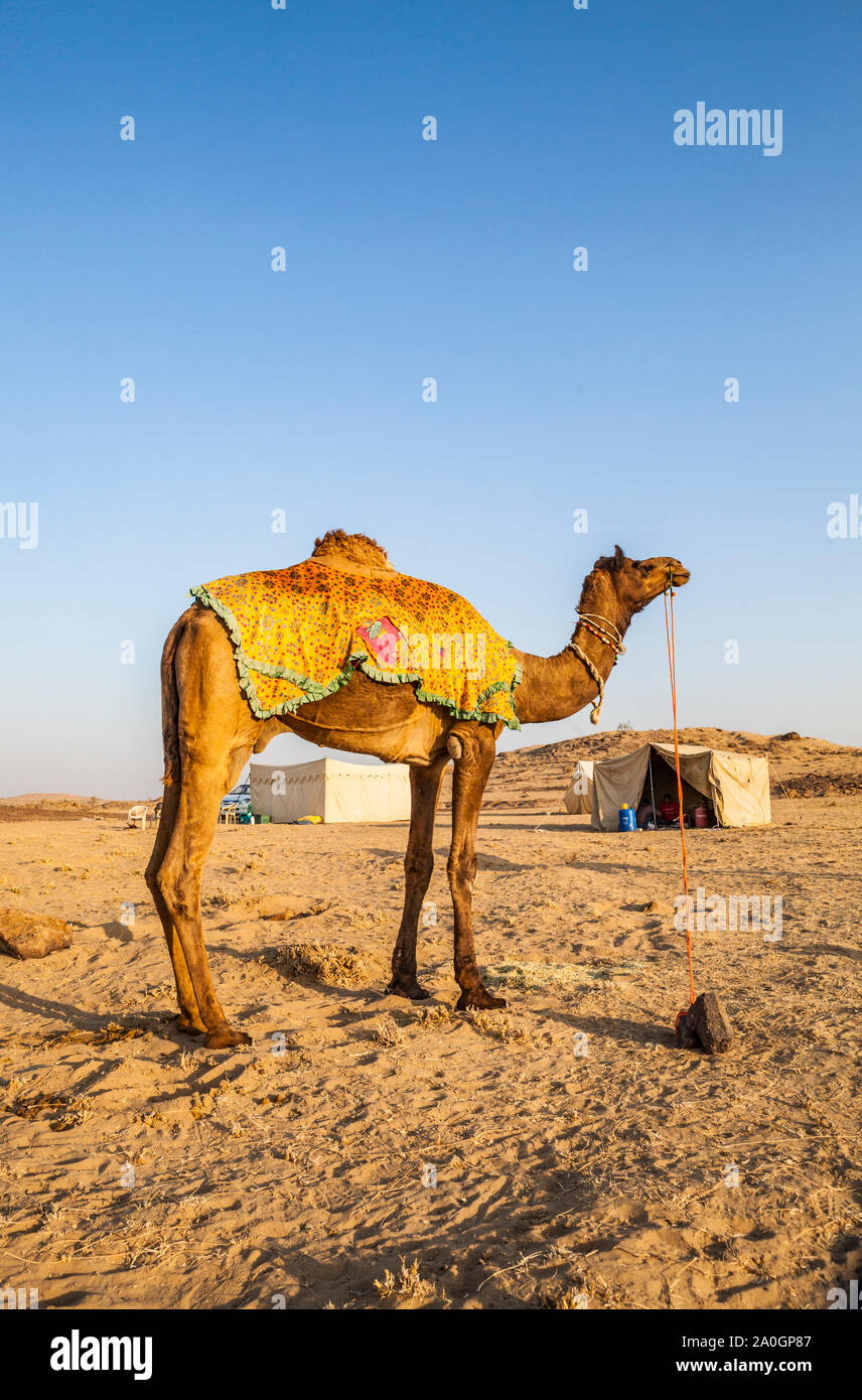 Camel safari rajasthan hi-res stock photography and images - Alamy