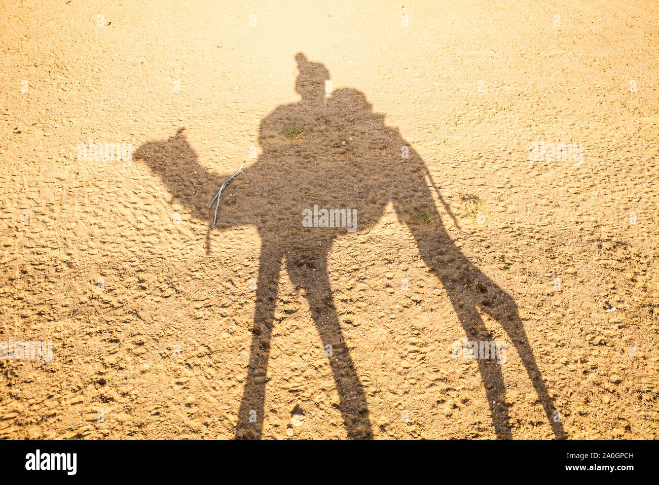 Camel shadow desert hi-res stock photography and images - Alamy
