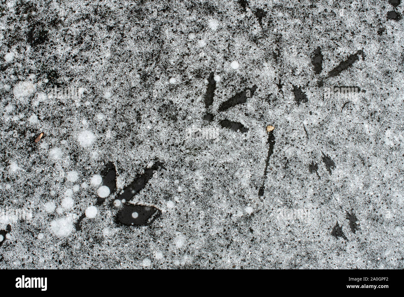 Heron tracks hi-res stock photography and images - Alamy