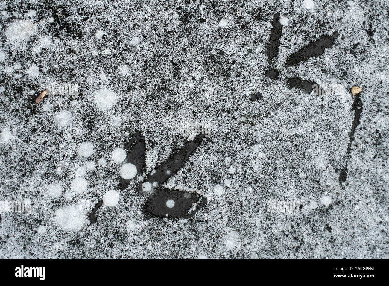 North America; United States; Montana; Wildlife; Birds; Tracks on Ice ...