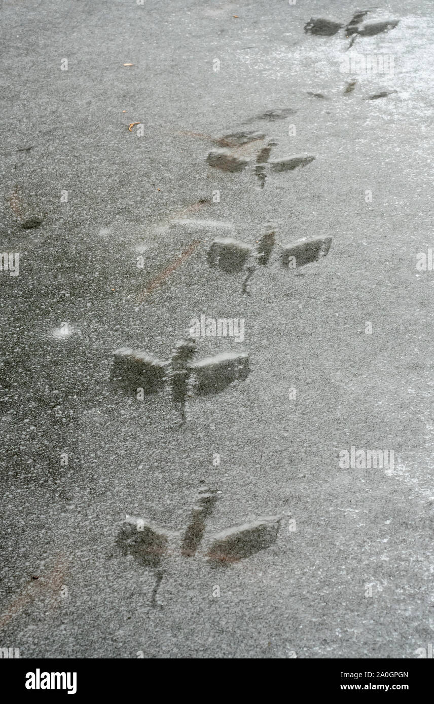 Tracks of birds hi-res stock photography and images - Alamy