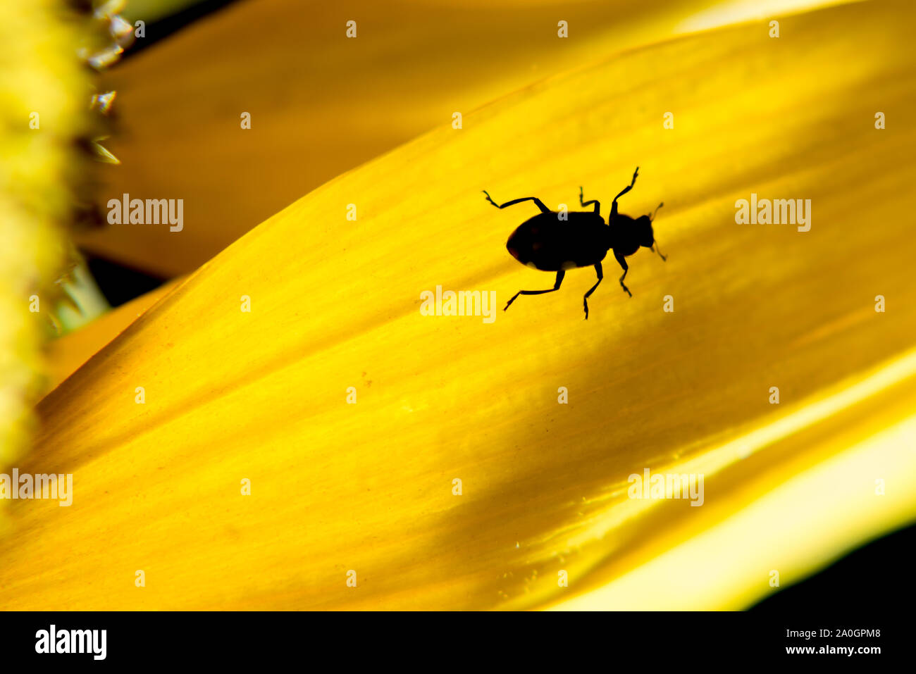 Insect ladybug mariquita and vaquita de san antonio. Plague of ...