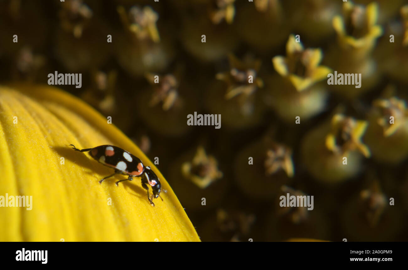 Insect ladybug mariquita and vaquita de san antonio. Plague of ...