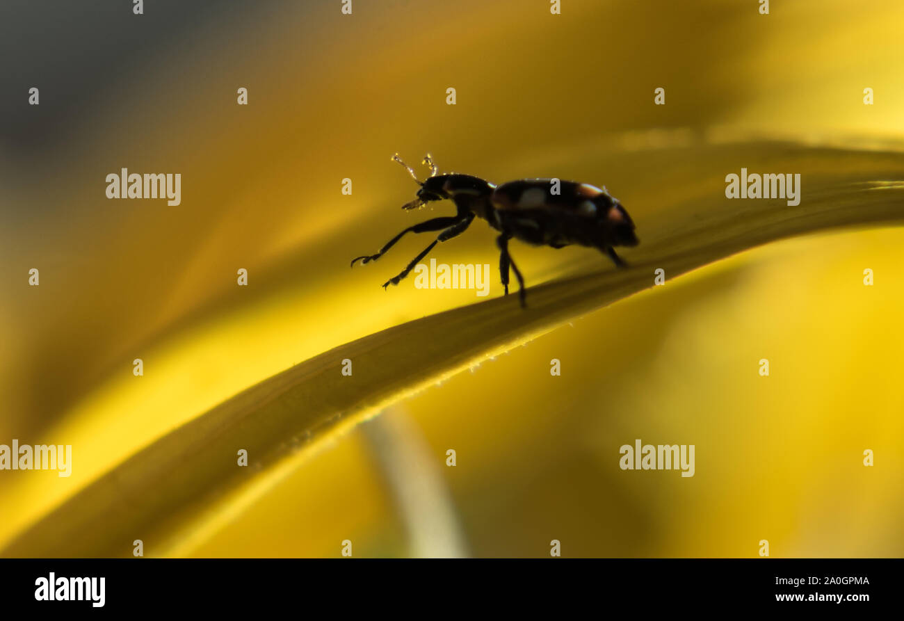 Insect ladybug mariquita and vaquita de san antonio. Plague of ...