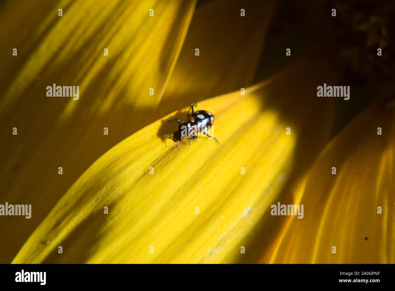 Ladybird larvae in nature hi-res stock photography and images - Alamy