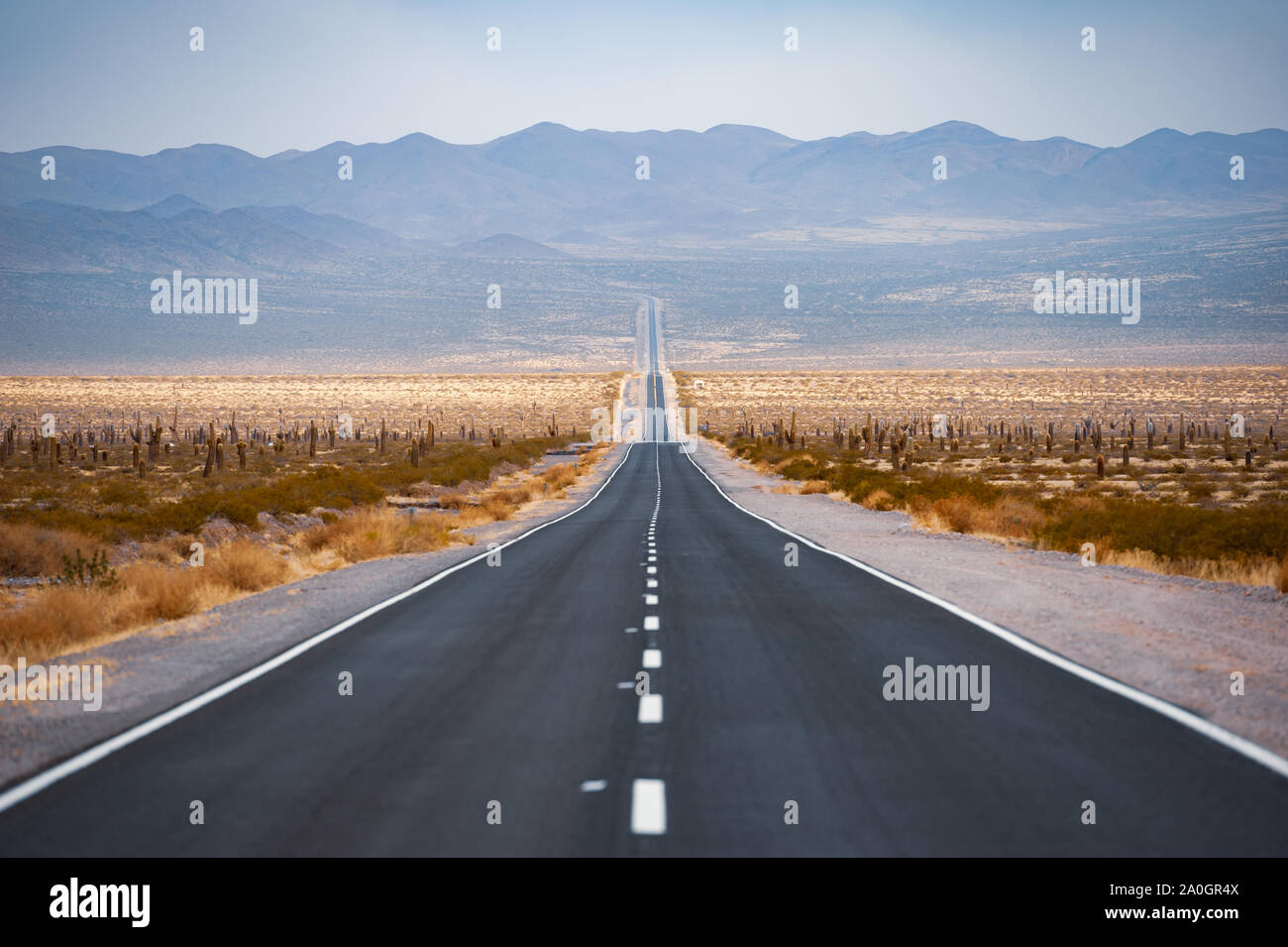 Desert, giant cactus and a straight road to infinity. Taken in Salta ...
