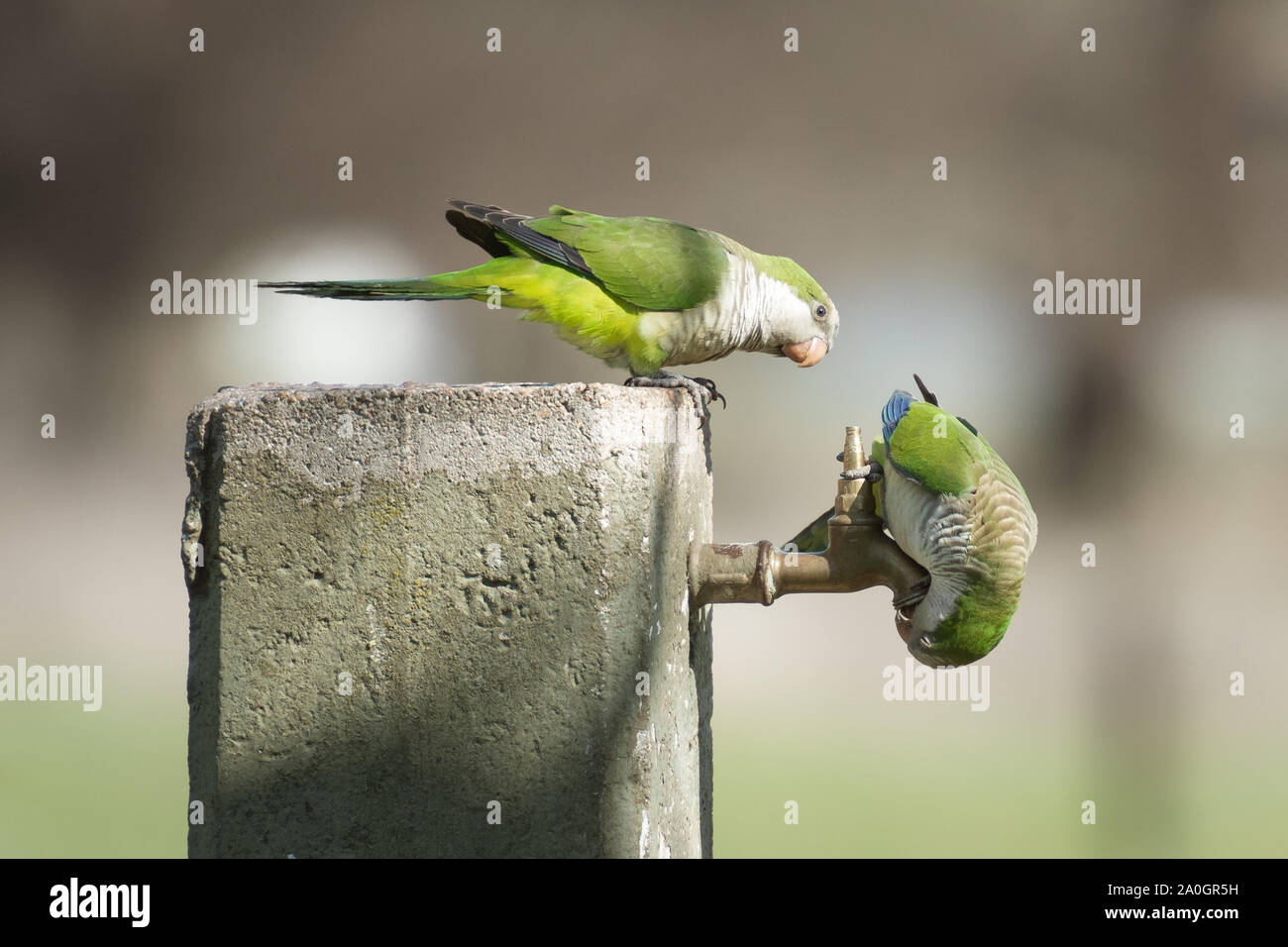 Parrot water tap hi-res stock photography and images - Alamy