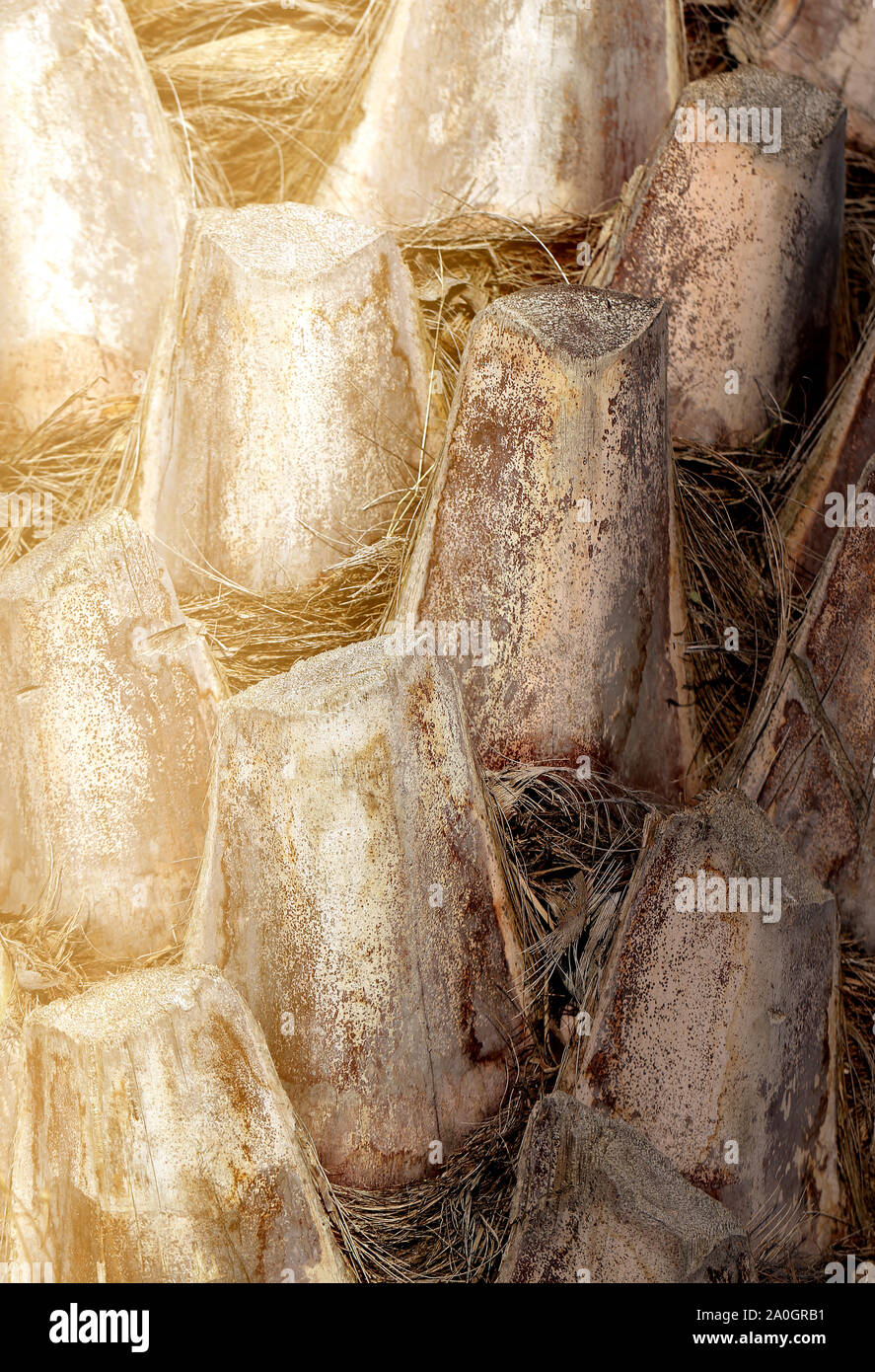 Beautiful macro palm texture closeup lit by the sun Stock Photo - Alamy