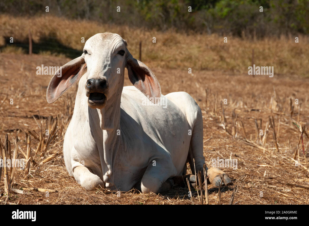White zebu cow in Mato Grosso, Brazil Stock Photo - Alamy