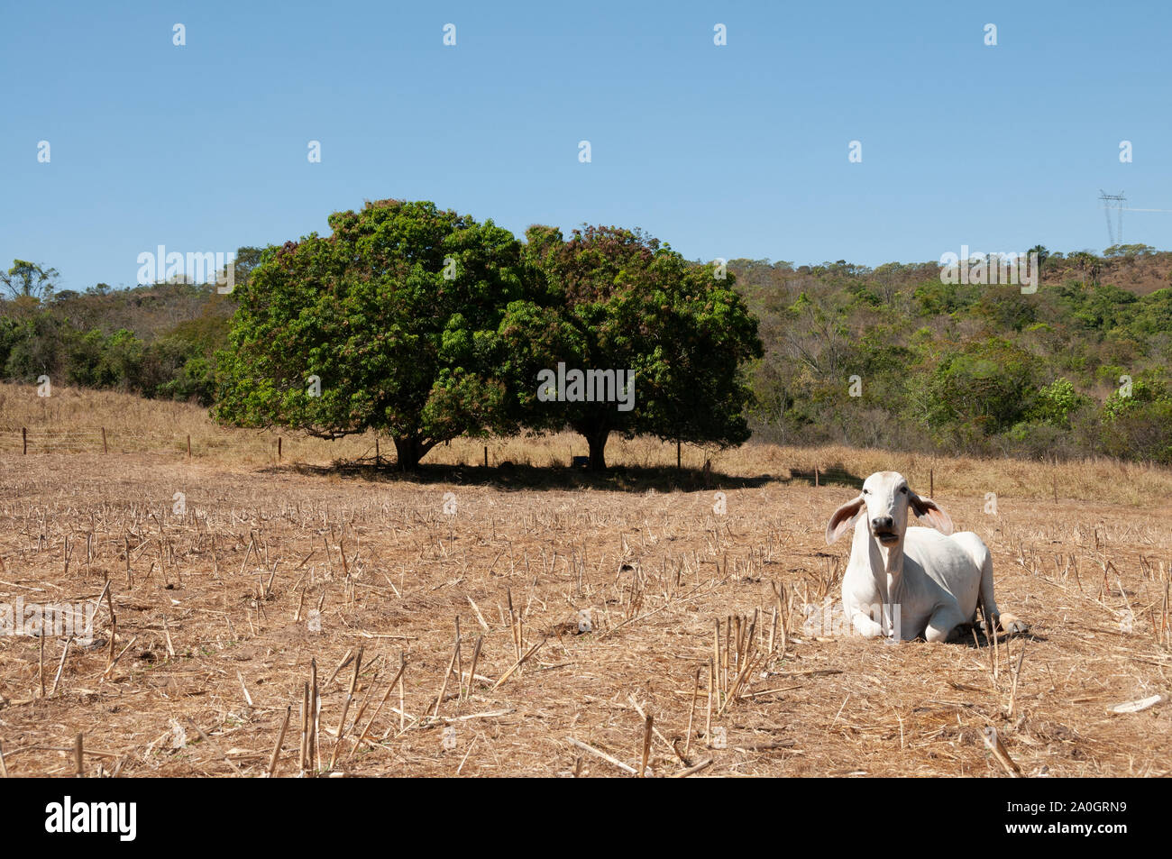 Brahman cattle brazil hi-res stock photography and images - Alamy