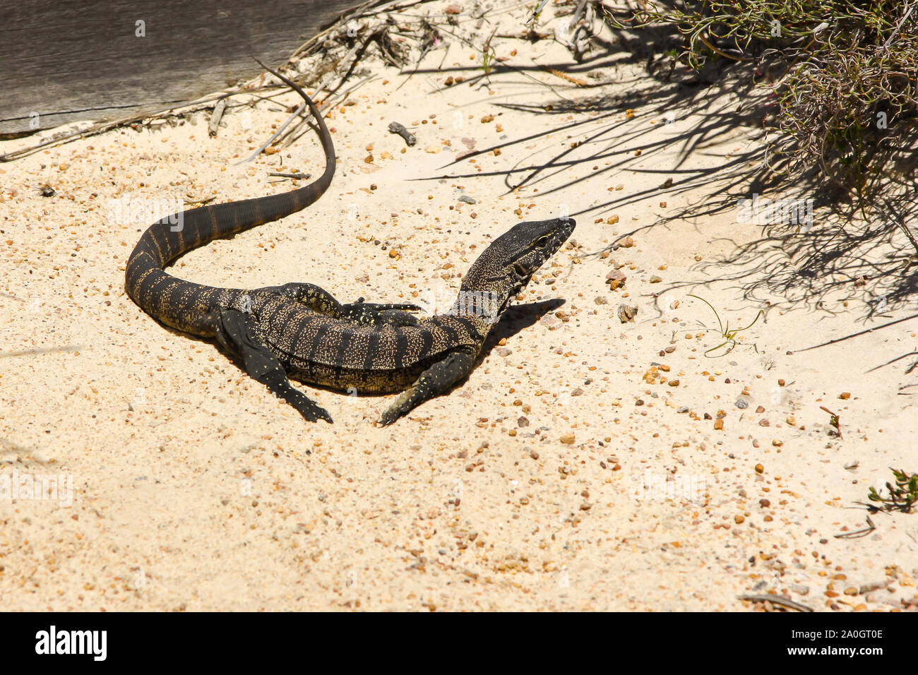 Australian goanna hi-res stock photography and images - Alamy