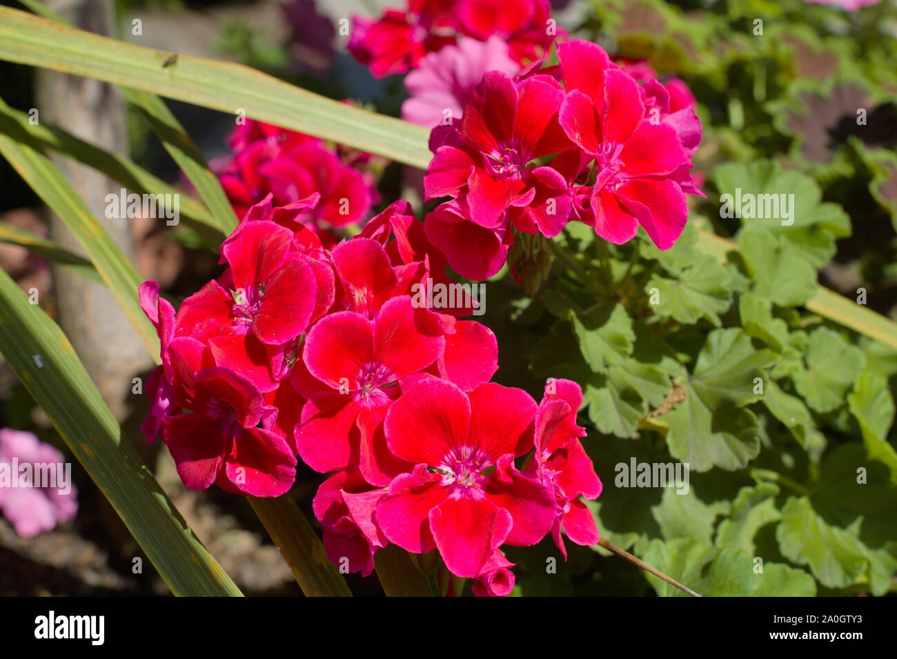 Red geraniums on North Pender Island Island, British Columbia, Canada ...