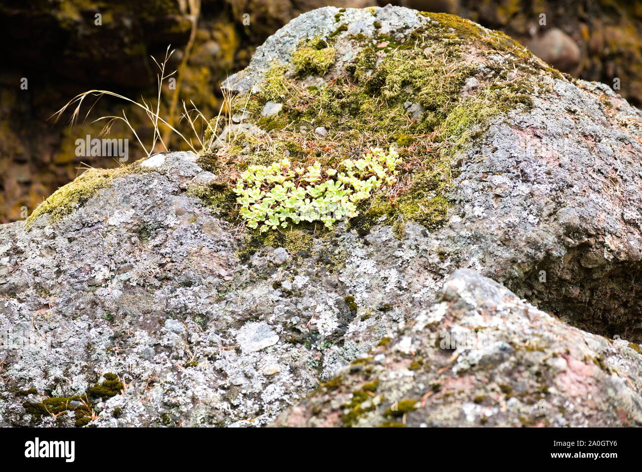 Plant life growing on a rock on North Pender Island, British Columbia ...