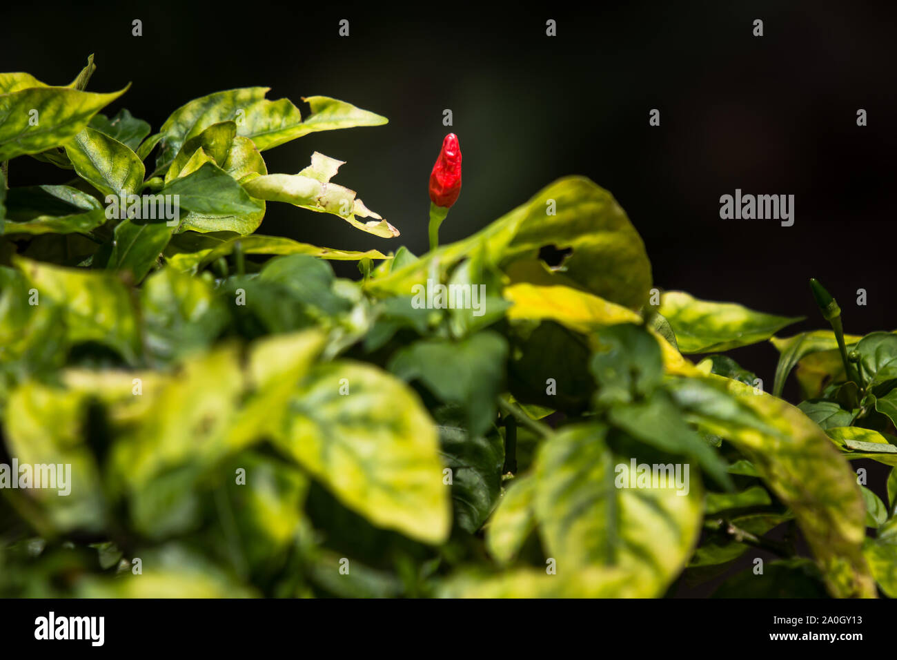 Red Chilli Padi with green leaf background Stock Photo - Alamy