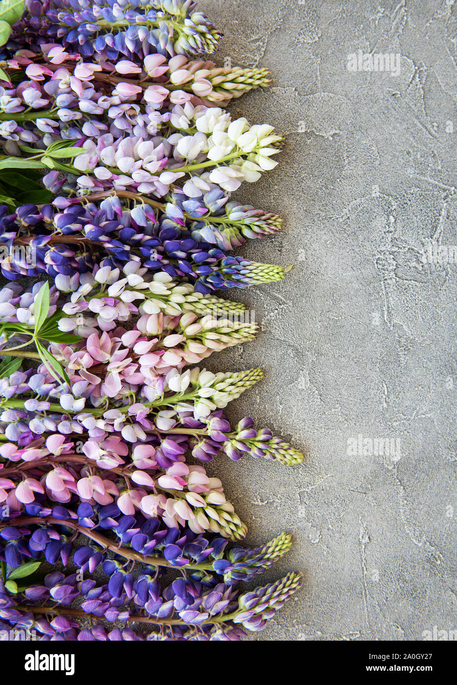 Pink and purple lupine flowers border on a grey concrete background ...
