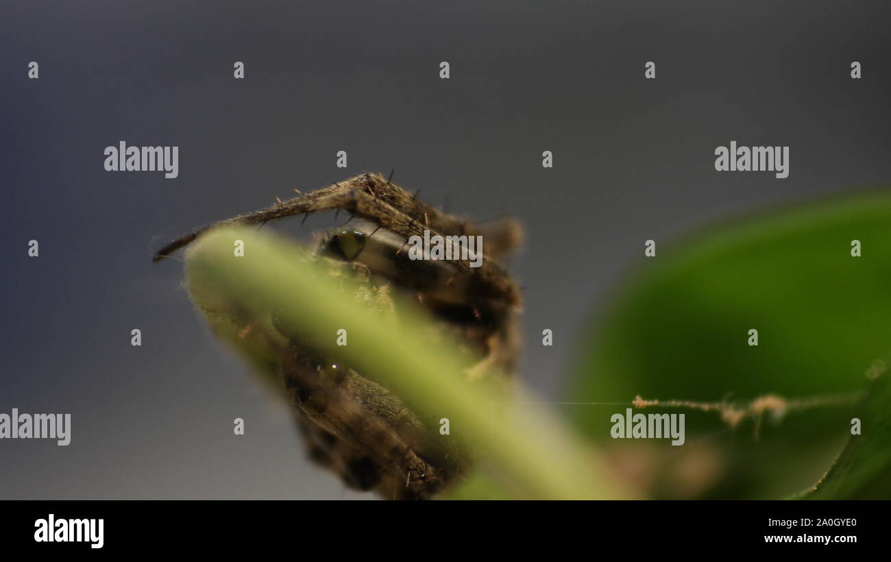 Spider the Eight legged Marvel Stock Photo - Alamy