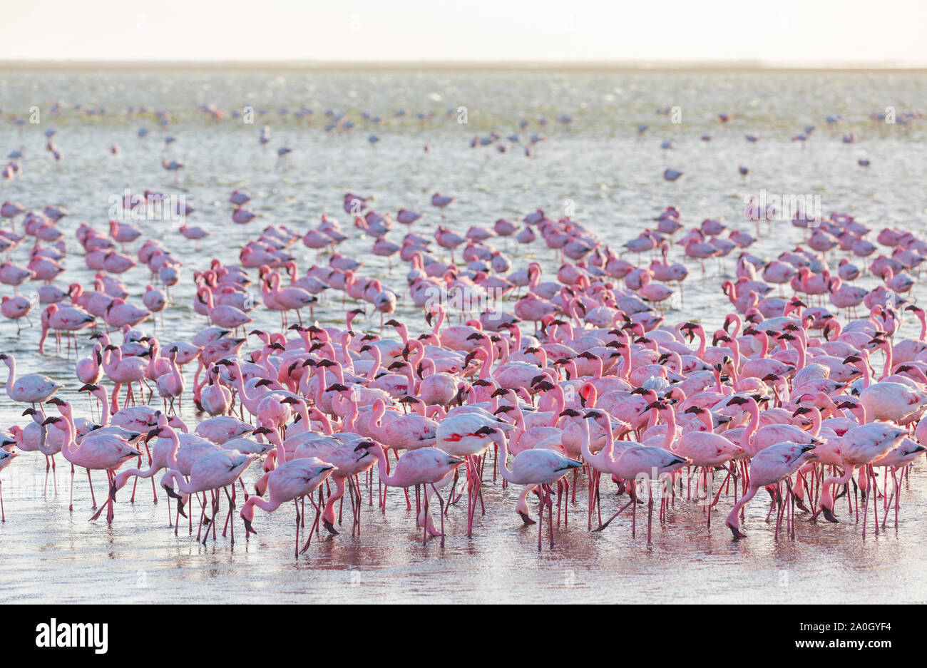 Flamingos, Salinas, Walvis Bay, Namibia, Africa Stock Photo - Alamy