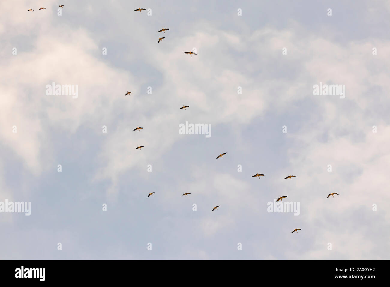 migrating storks at the end of summer season Stock Photo - Alamy