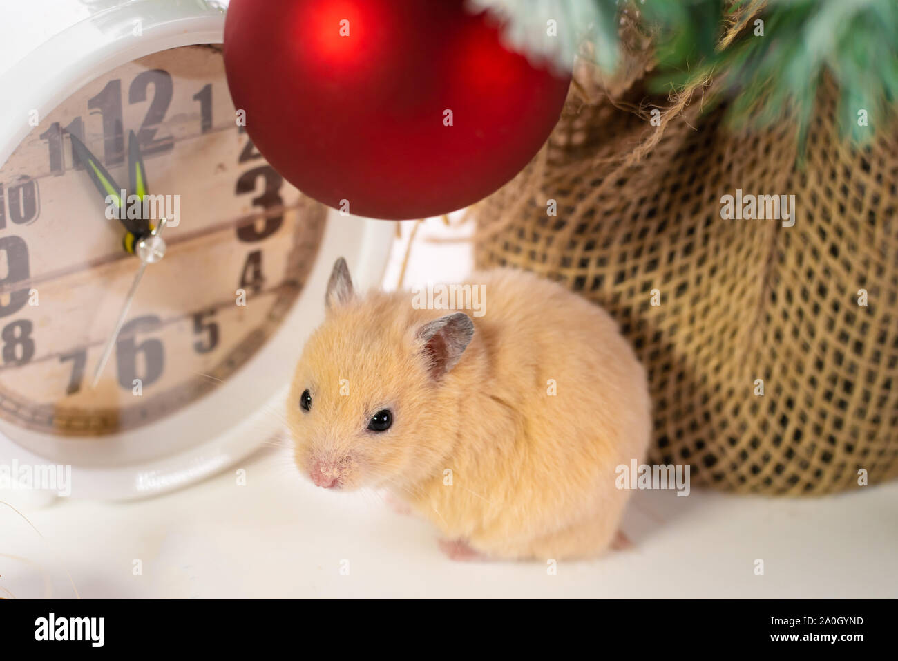 rat with colorful Christmas balls and Christmas tree, a symbol of the ...