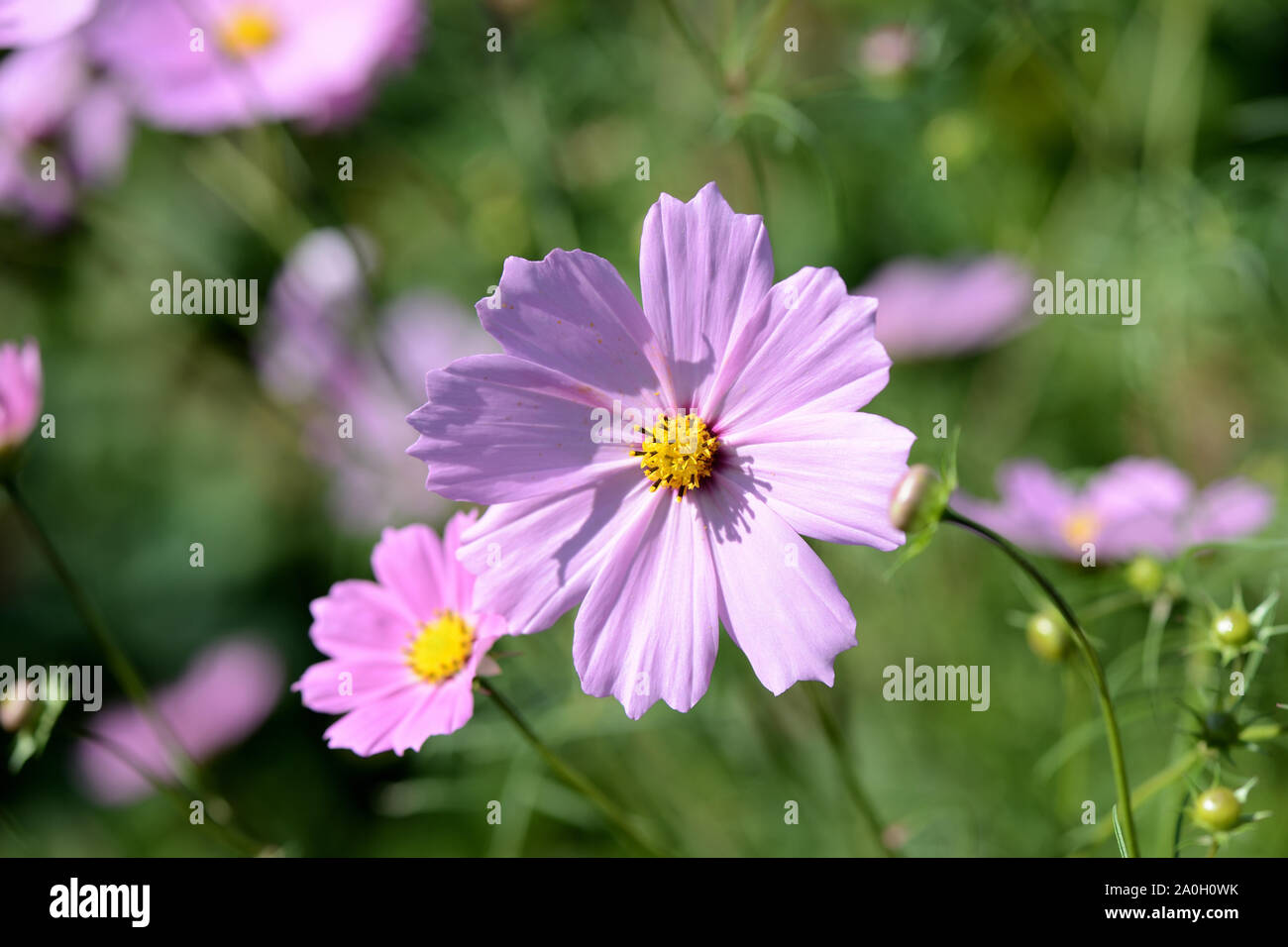 Cosmos beautiful flowers in the garden lit by bright summer sun close ...