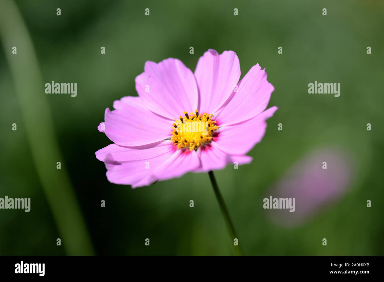 Cosmos beautiful flower in the garden lit by bright summer sun close-up ...