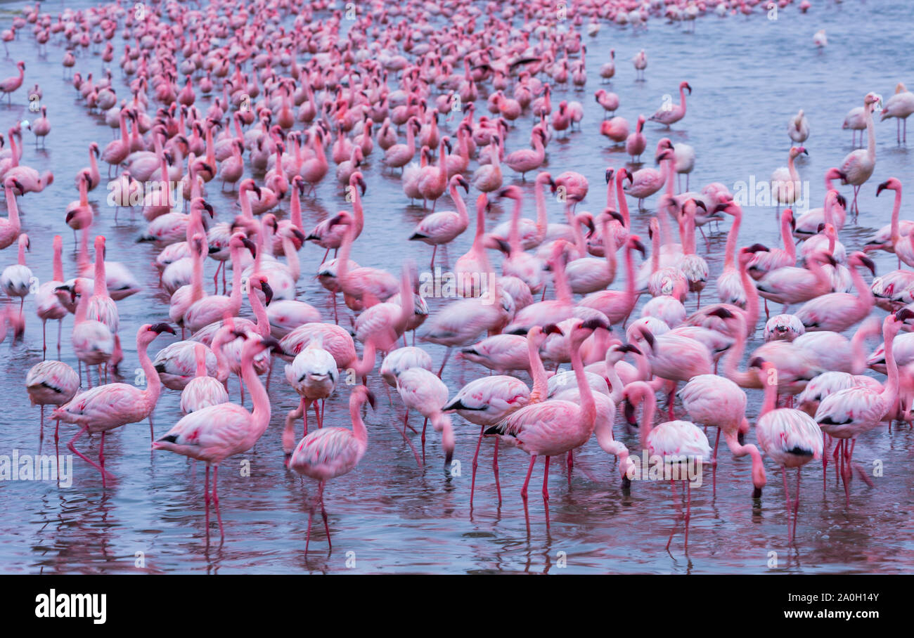 Flamingos Salinas Walvis Bay Namibia Africa Stock Photo Alamy