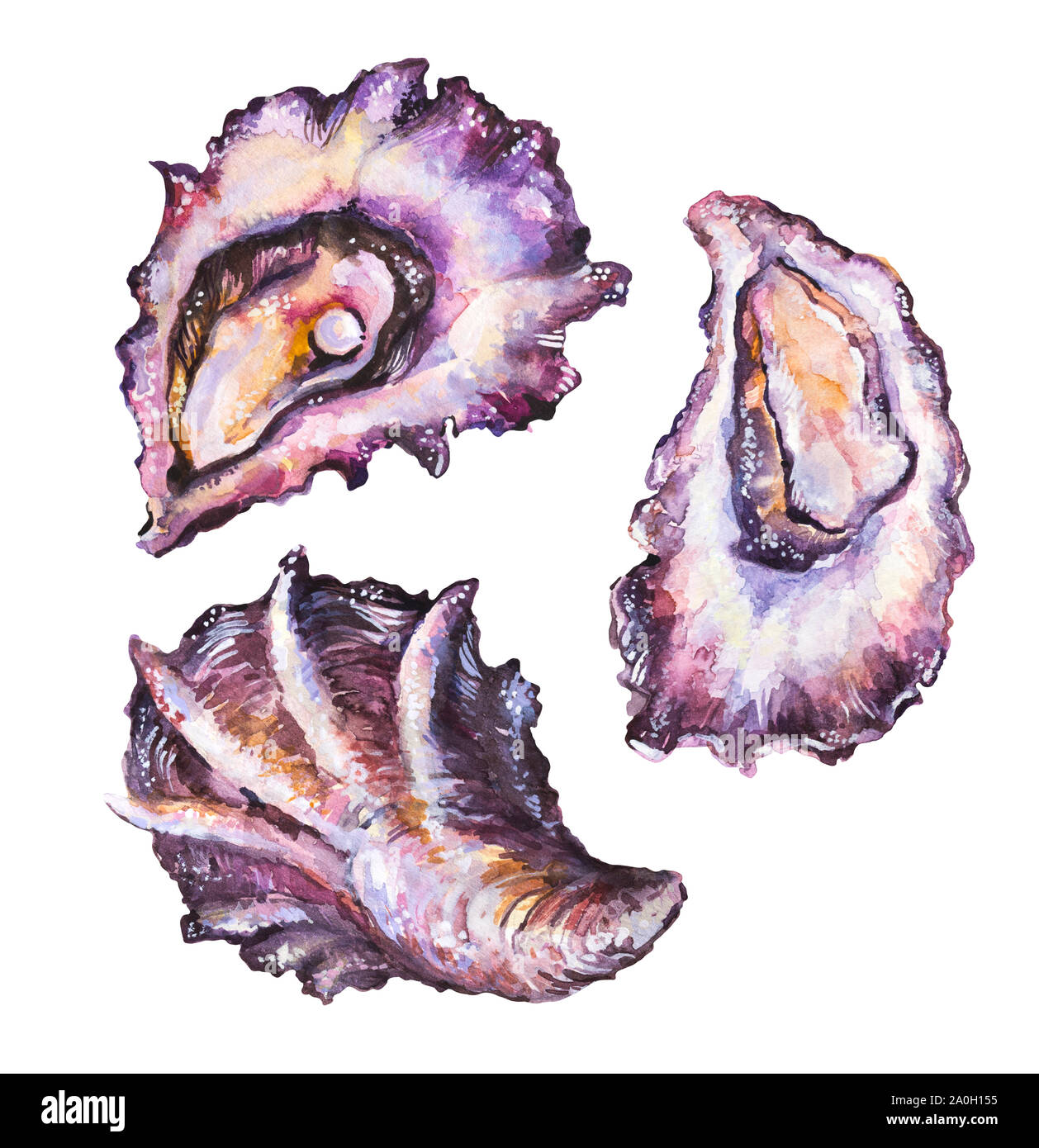 Oyster shell drawing hi-res stock photography and images - Alamy