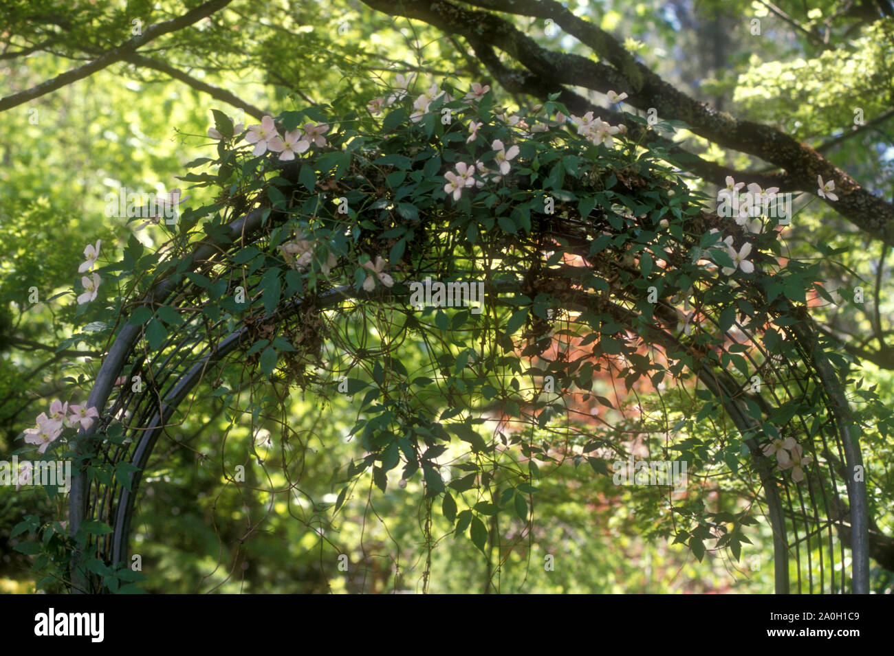 PINK CLEMATIS GROWING OVER WROUGHT IRON GARDEN ARCH, BLUE MOUNTAINS ...