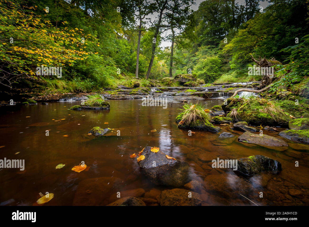 Autumnal leaves on a stream in autumn with deciduous trees turning a ...