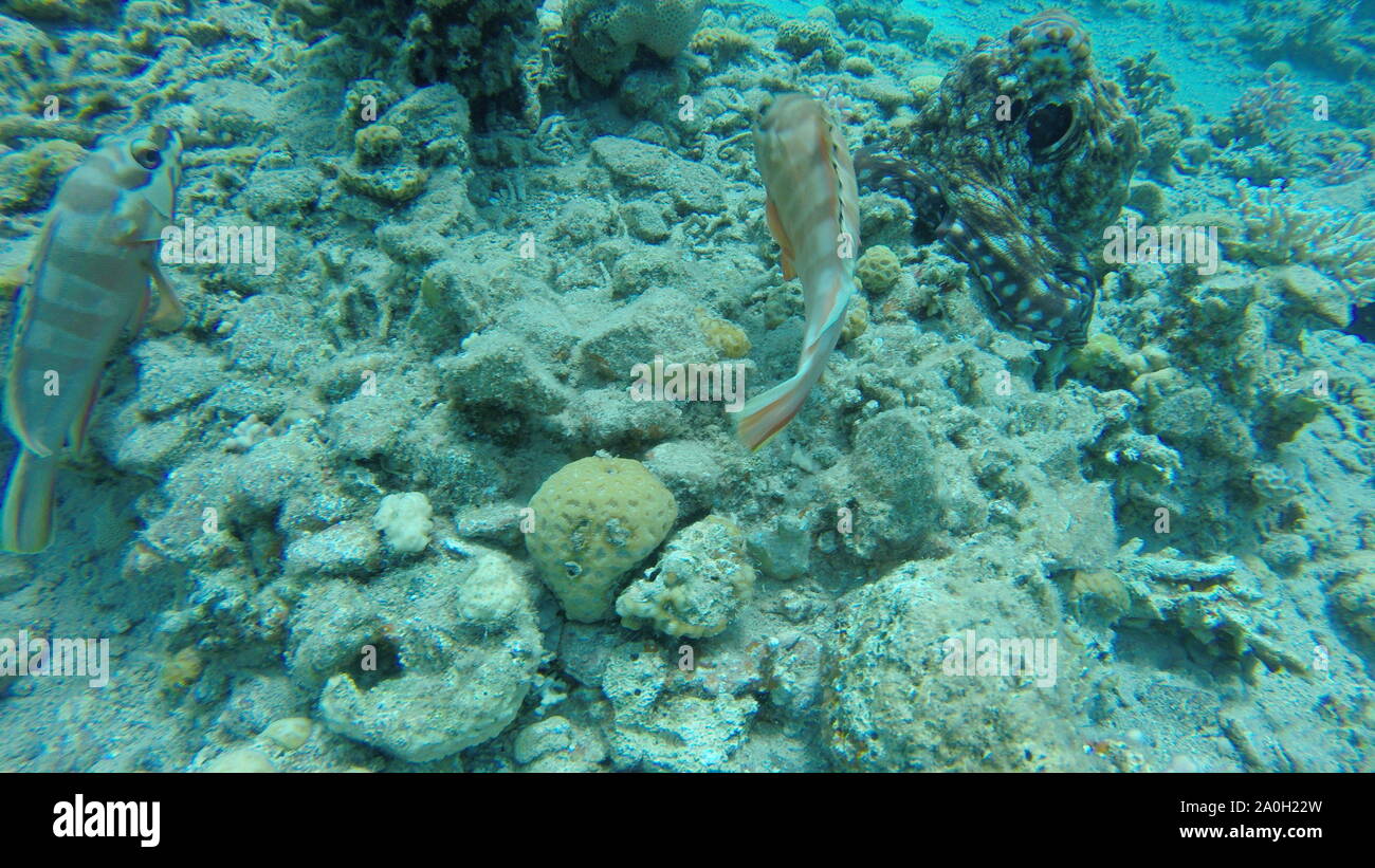 Octopus camouflage seaweed hi-res stock photography and images - Alamy