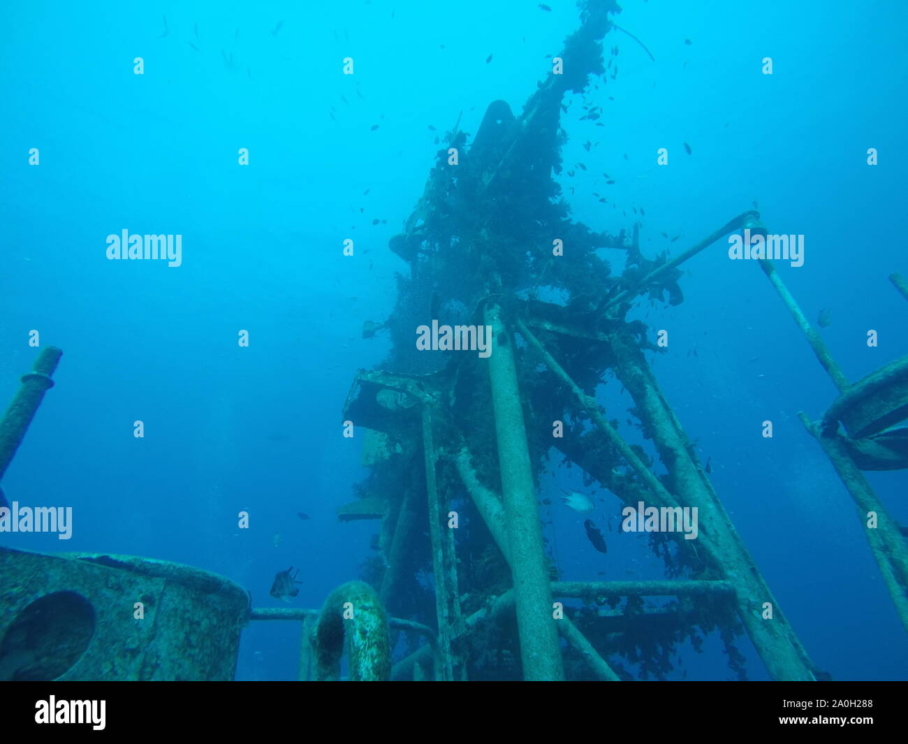 Israel eilat coral reef fish hi-res stock photography and images - Alamy