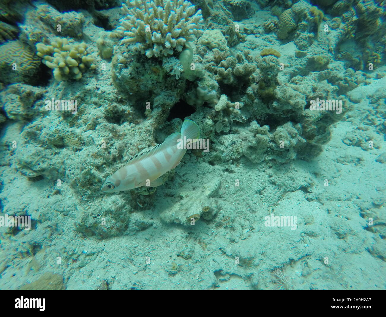 Octopus camouflage seaweed hi-res stock photography and images - Alamy